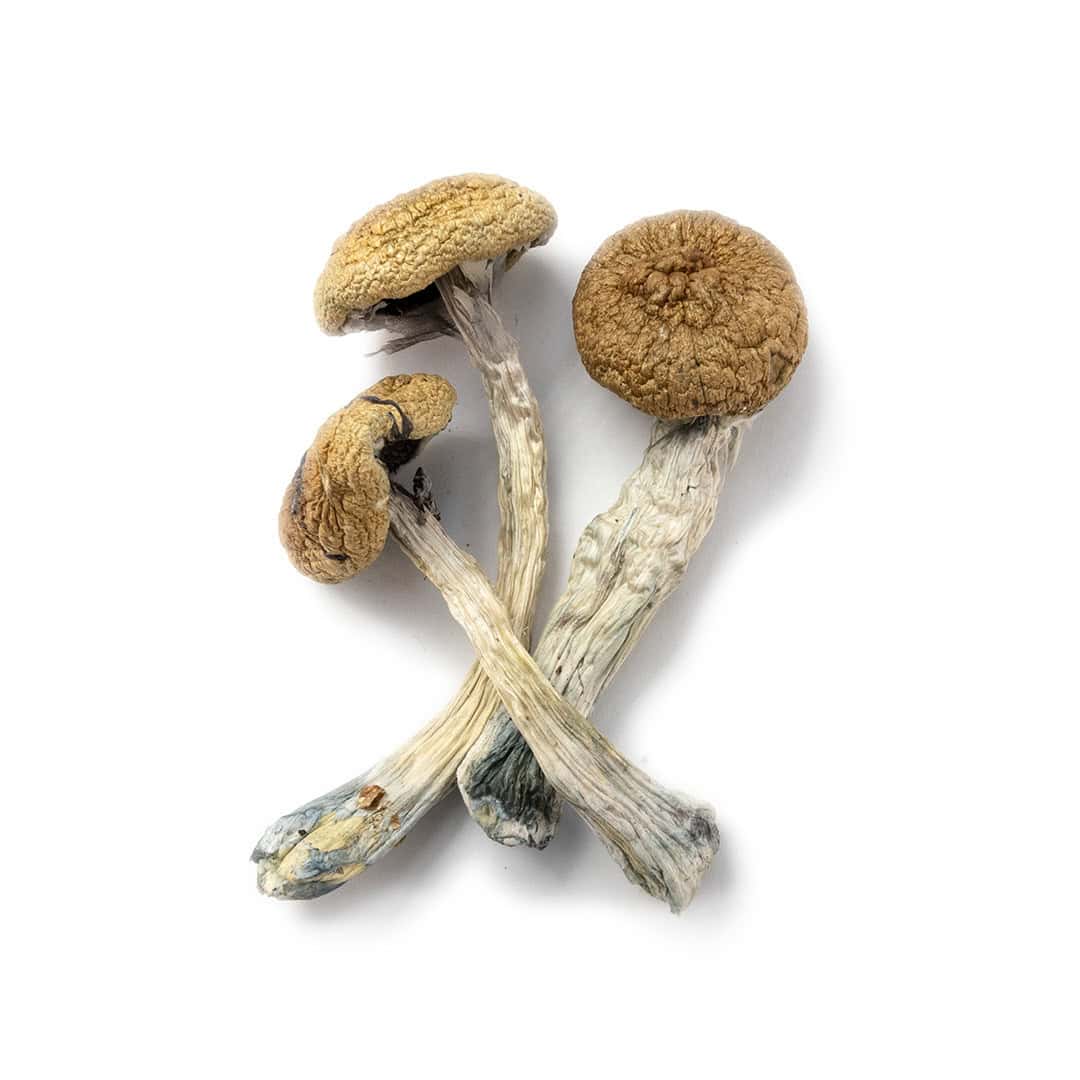 Full Moon Party | Pacific Grass